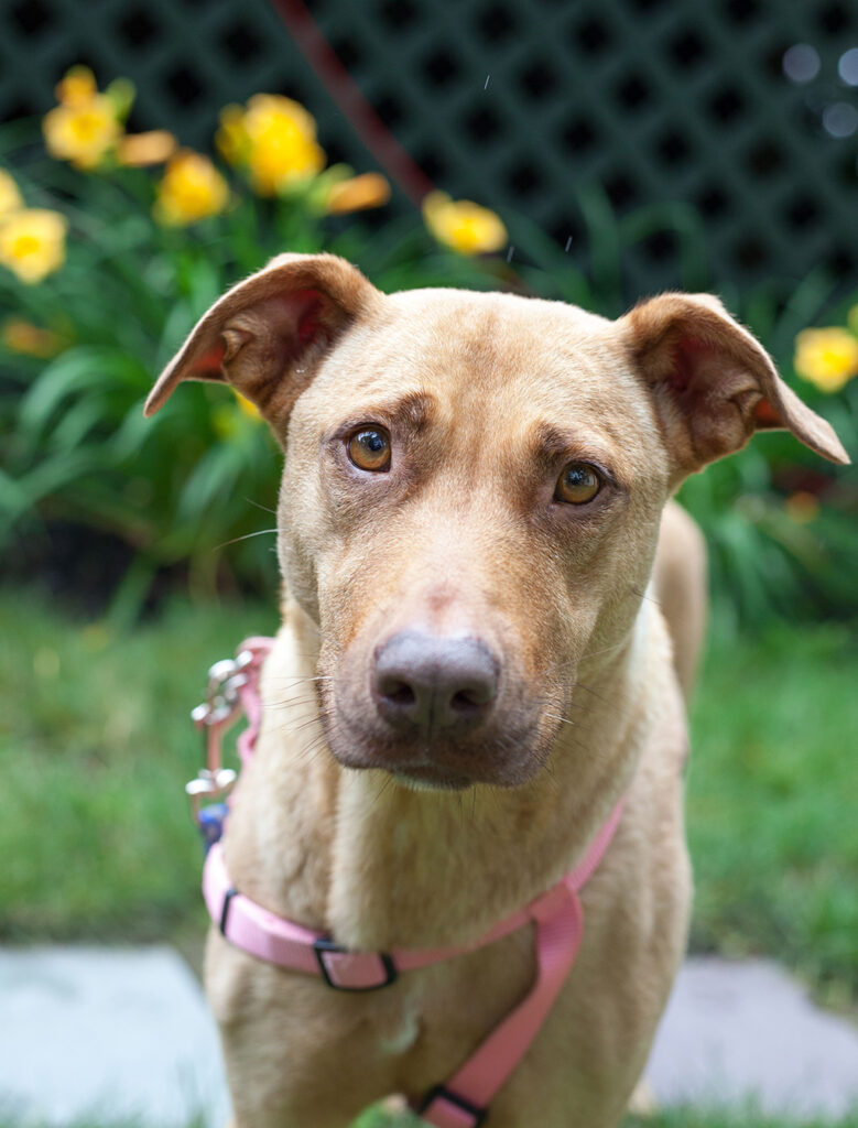 Meet These Adoptable Pets from Northeast Animal Shelter! - WERS 88.9FM